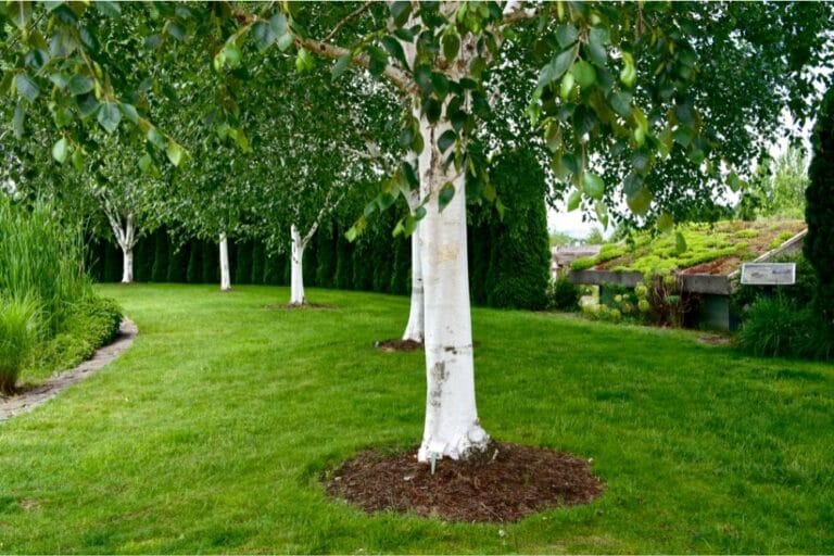 16 Best White Bark Trees You’ll Want to Have for Landscaping | Flower ...