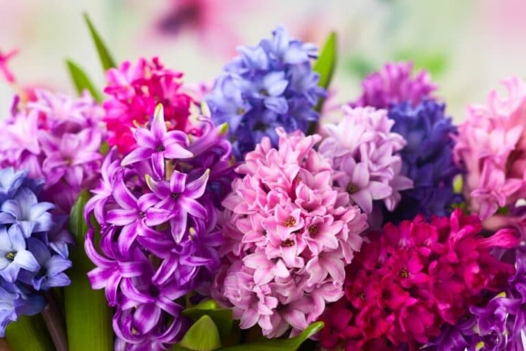 Hyacinth Flower Meaning and Symbolism | Flower Glossary