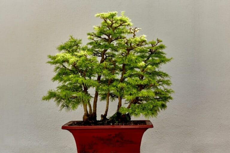 64 Popular Types of Bonsai Trees You Can Grow | Flower Glossary