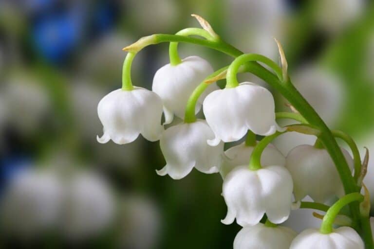 Lily of the Valley Flower Meaning and Symbolism | Flower Glossary