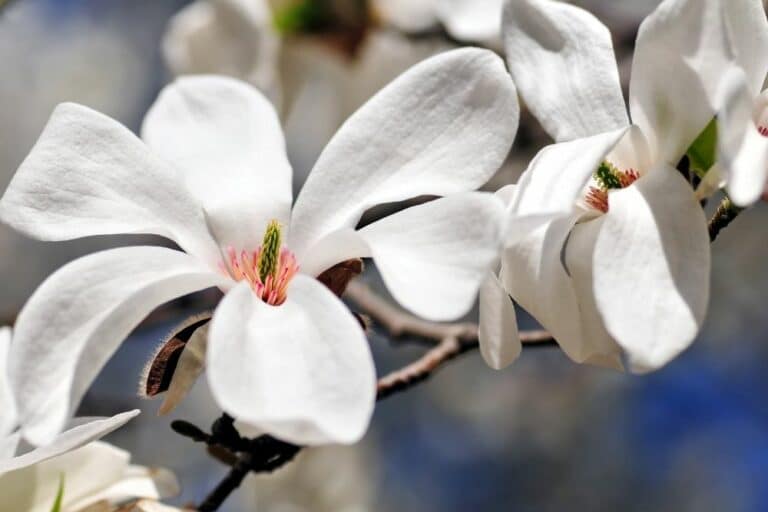 Magnolia Flower Meaning and Symbolism of All Colors | Flower Glossary
