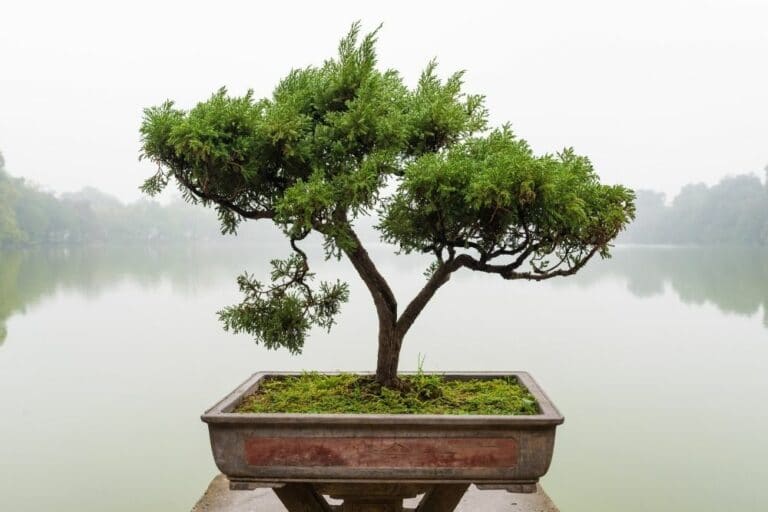 Meaning and Symbolism of Common Bonsai Trees | Flower Glossary