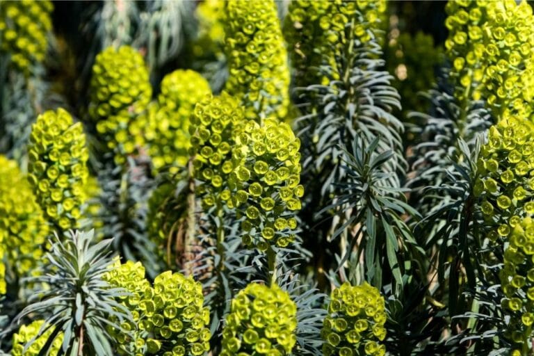 21 Most Beautiful Green Flowers | Flower Glossary