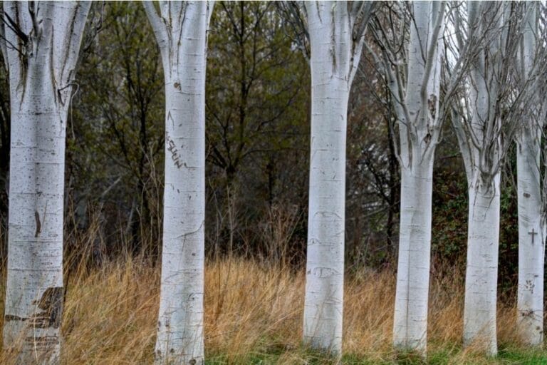 16 Best White Bark Trees You’ll Want to Have for Landscaping | Flower ...