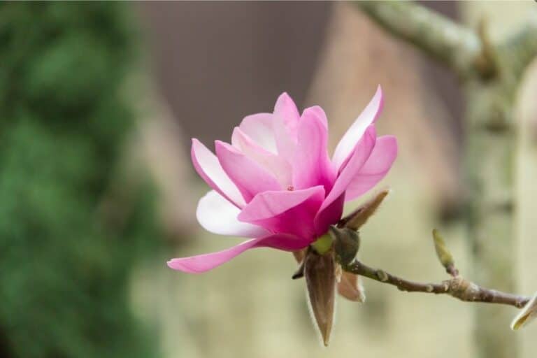 Magnolia Flower Meaning and Symbolism of All Colors | Flower Glossary
