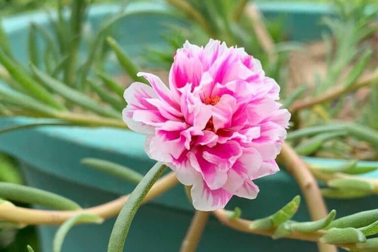 Peony Flower Meaning and Symbolism You Should Know | Flower Glossary