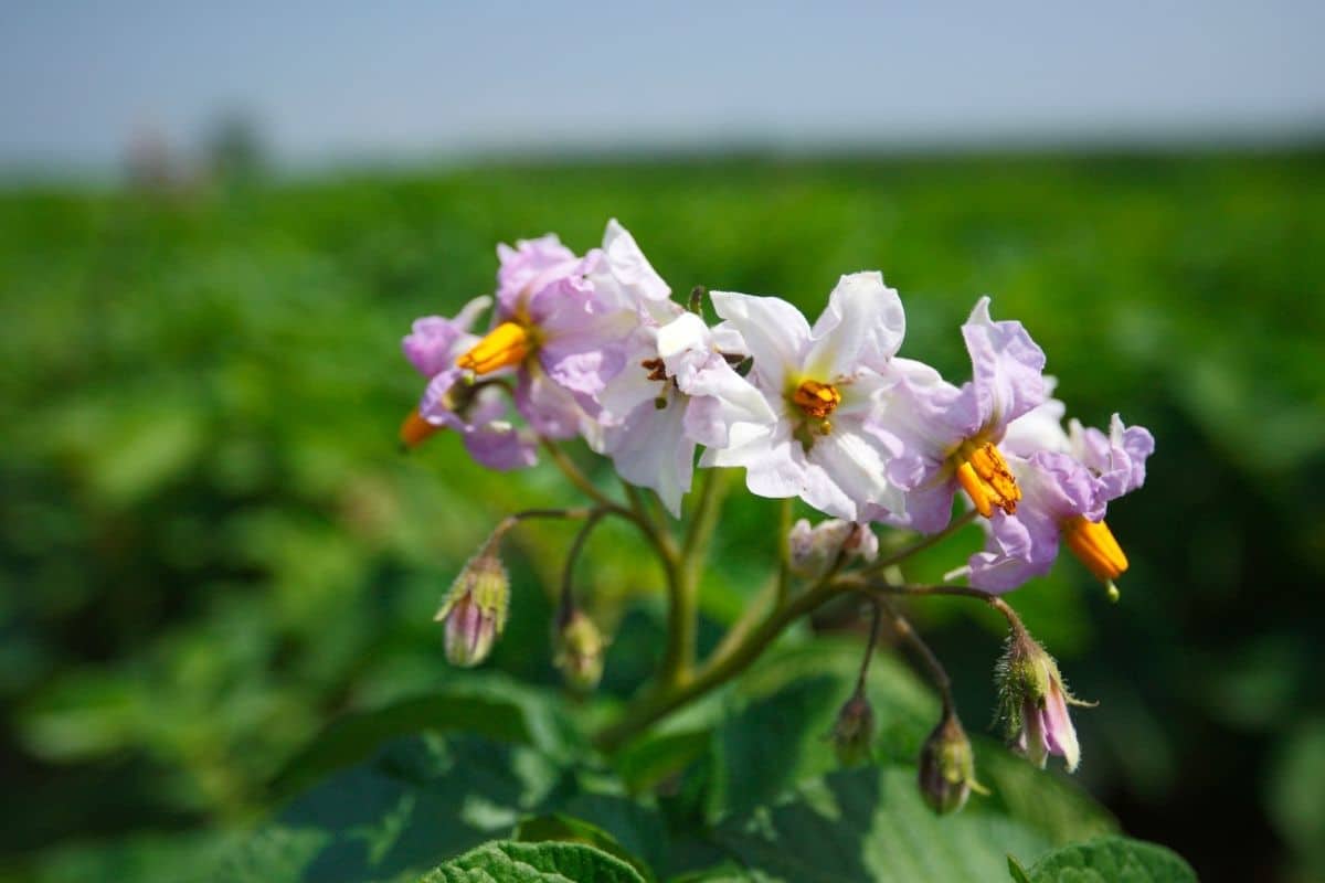 Everything You Need To Know About Potato Flower | Flower Glossary
