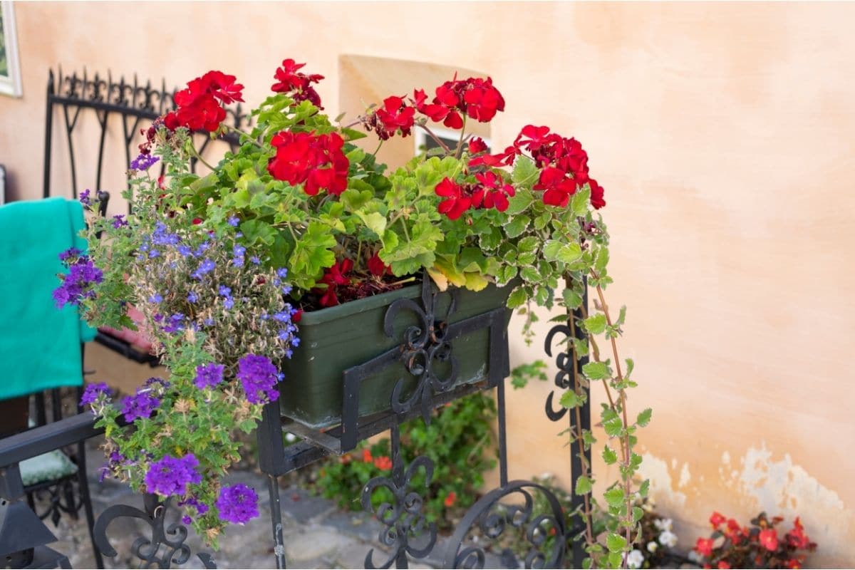 Top 21 Ornamental Plants To Grow In Your Garden | Flower Glossary