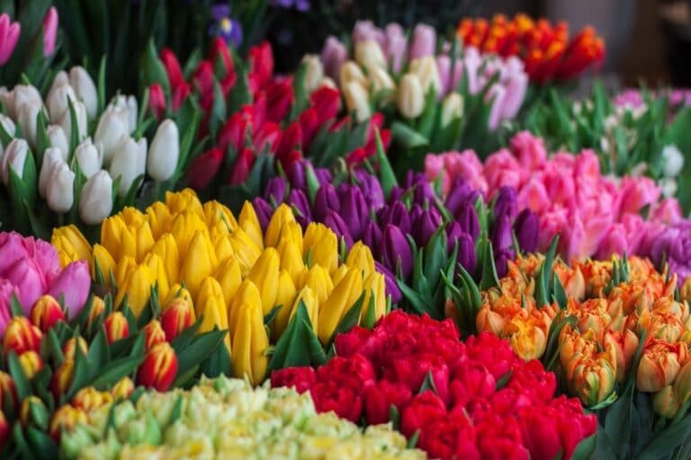 Top 21 Ornamental Plants To Grow In Your Garden | Flower Glossary