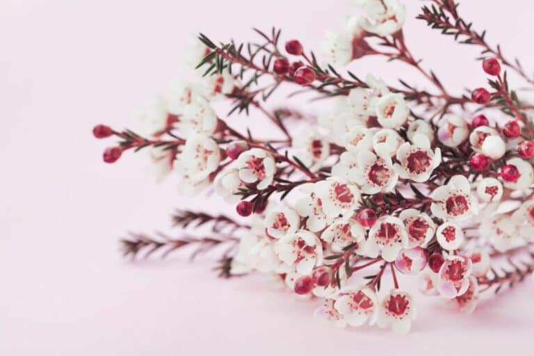 Waxflower Plant Types, How To Grow And Care | Flower Glossary