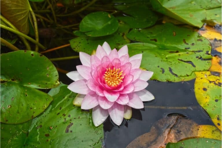 Water Lily: Different Varieties, Flower Colors, And Pictures | Flower ...