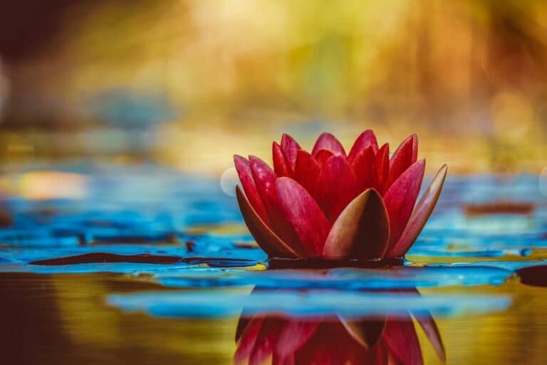 Water Lily: Different Varieties, Flower Colors, And Pictures | Flower ...