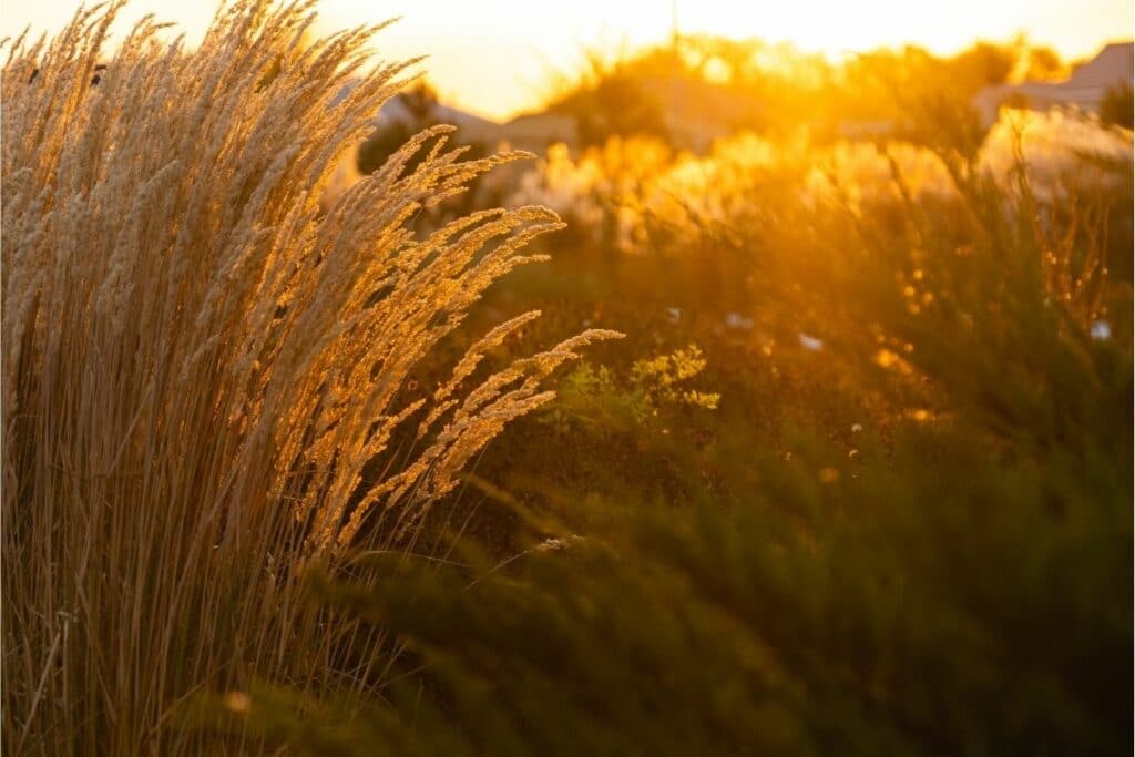 25 Desert Plants (With Pictures and Names) | Flower Glossary